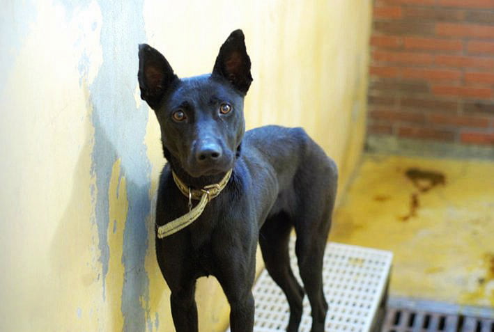 Formosan Mountain Dog: From Taiwan's Mountains to Your Home - In Love ...